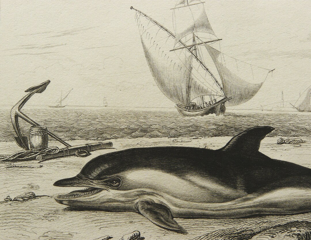 1849 Antique Lithograph of a DOLPHIN. Marine Mammals. Sea Life. 177 ...