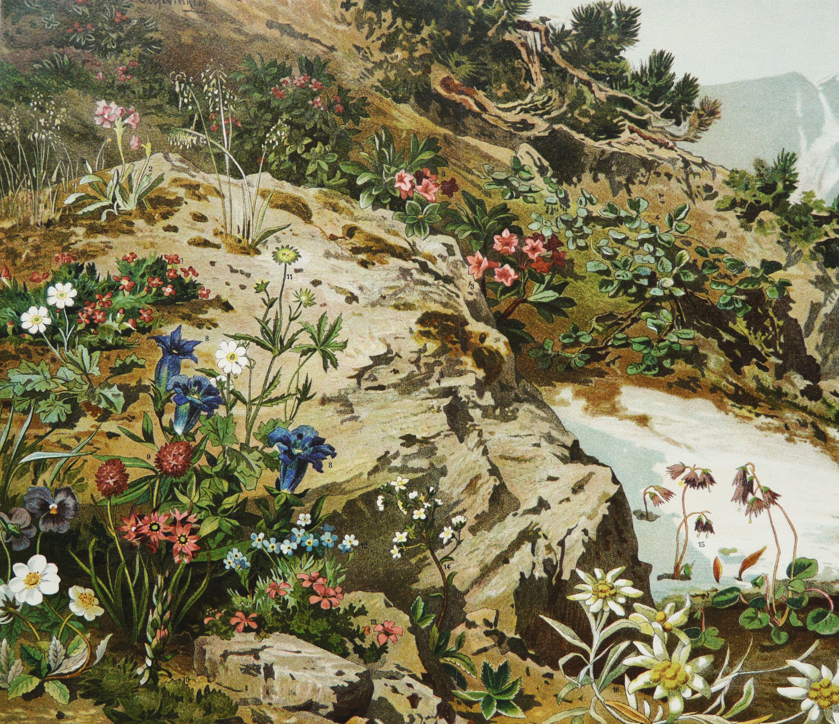 1897 Antique Lithograph ALPINE PLANTS and FLOWERS. Mountain Plants ...