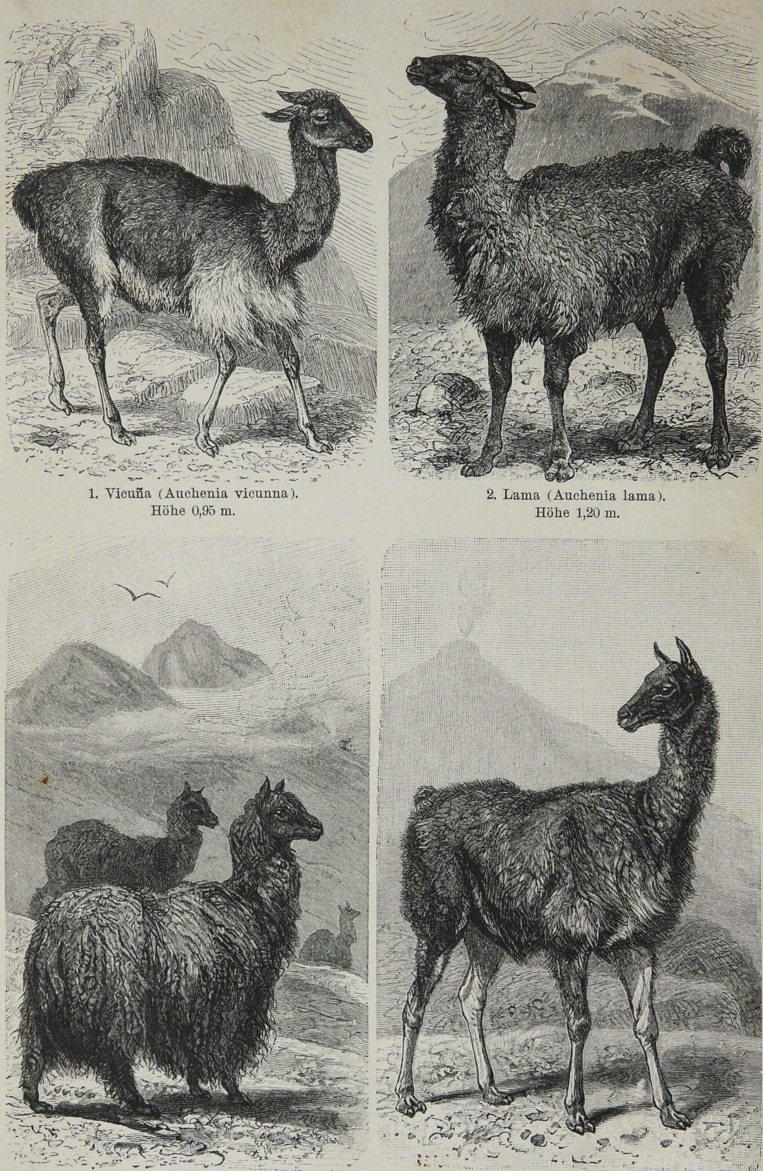 1895 Antique Print of SOUTH AMERICAN CAMELIDS: Llama. Alpaca. Guanaco ...