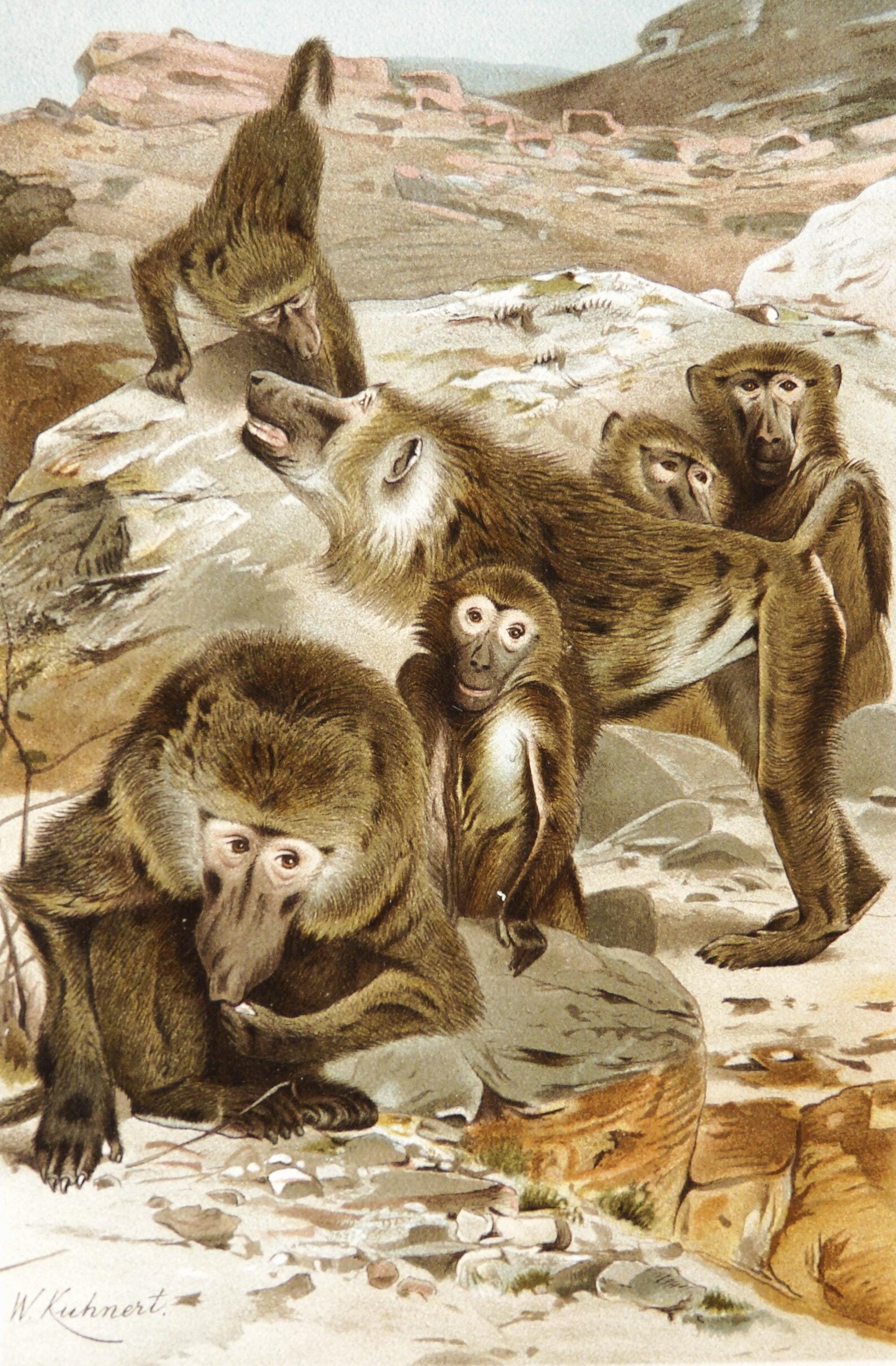 1890 Antique Lithograph of MONKEYS, BABOONS, Different Species ...