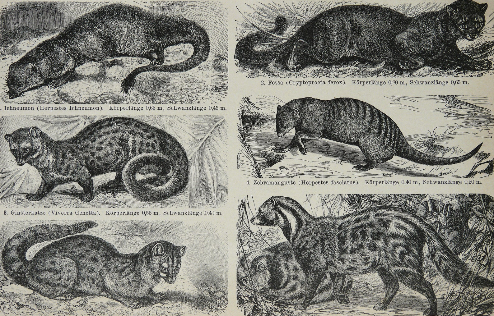 1895 Antique Print of BIG CATS. Fossa. Genet. Civet. Mongoose. - Etsy
