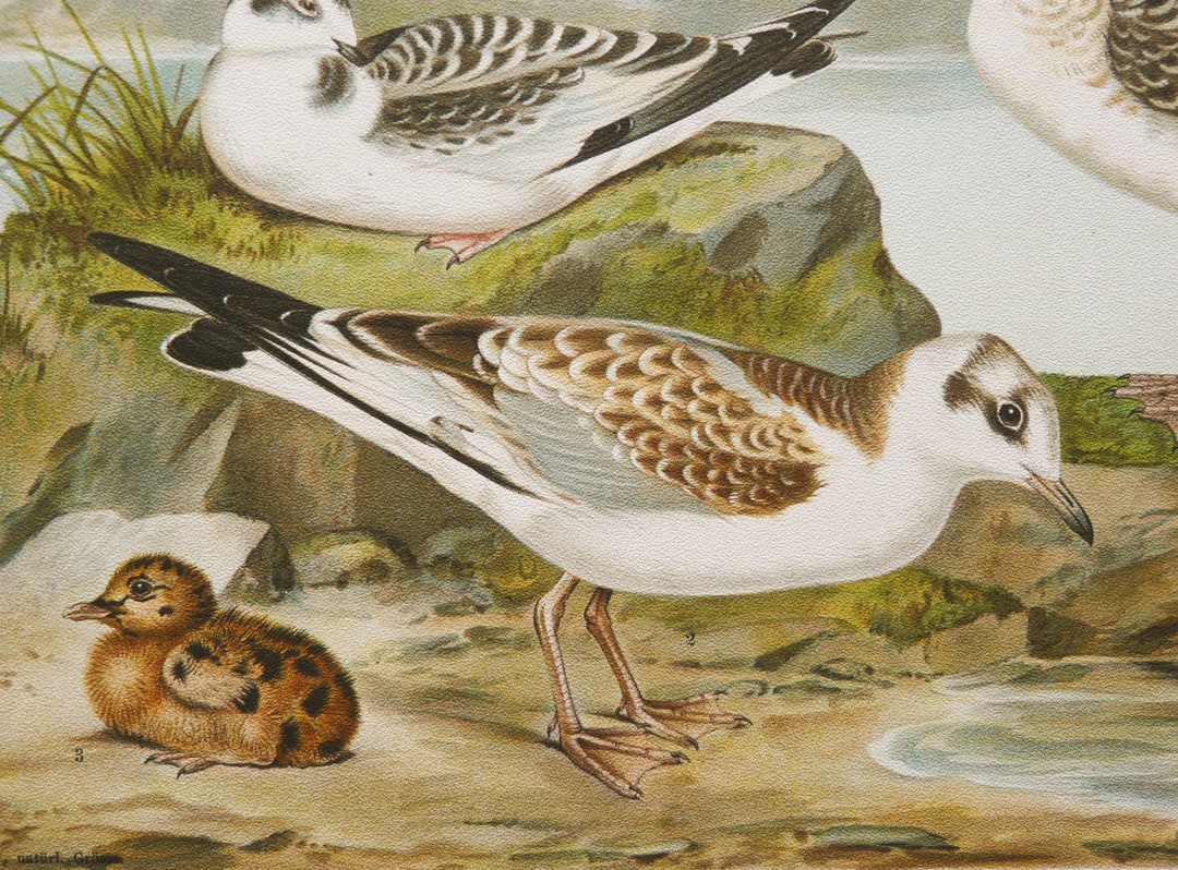 1890 Antique Lithograph of SEABIRDS, GULLS, SEAGULLS, Different Species ...
