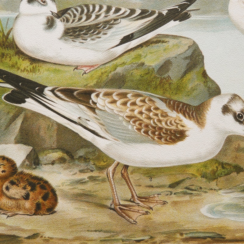 Nautical Birds - Etsy