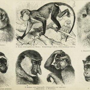 1895 Antique Print of OLD WORLD MONKEYS. Apes. Primates. Zoology ...