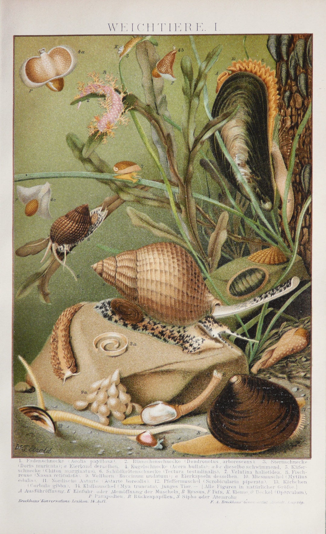 Litografia antiga de 1895: MOLUSCOS, CARACÓIS DO MAR. Vida marinha ...