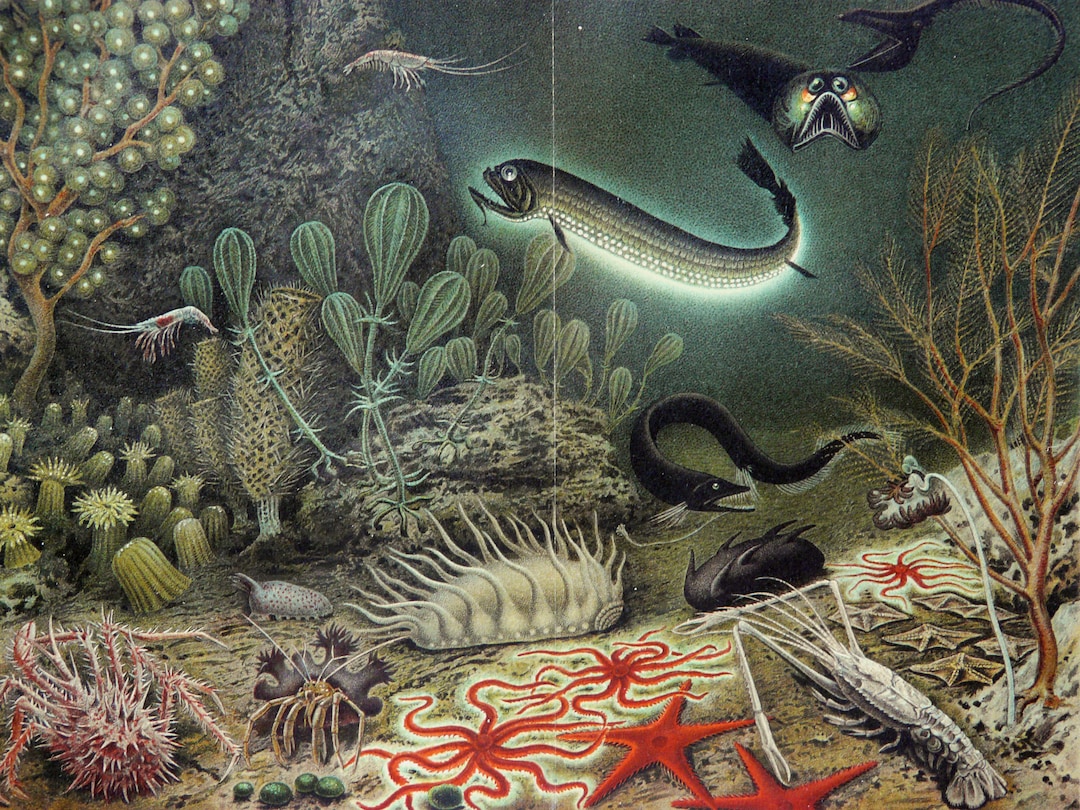 1897 Antique Lithograph of SEA LIFE: Deep-sea Fauna. Abbysal Fishes ...