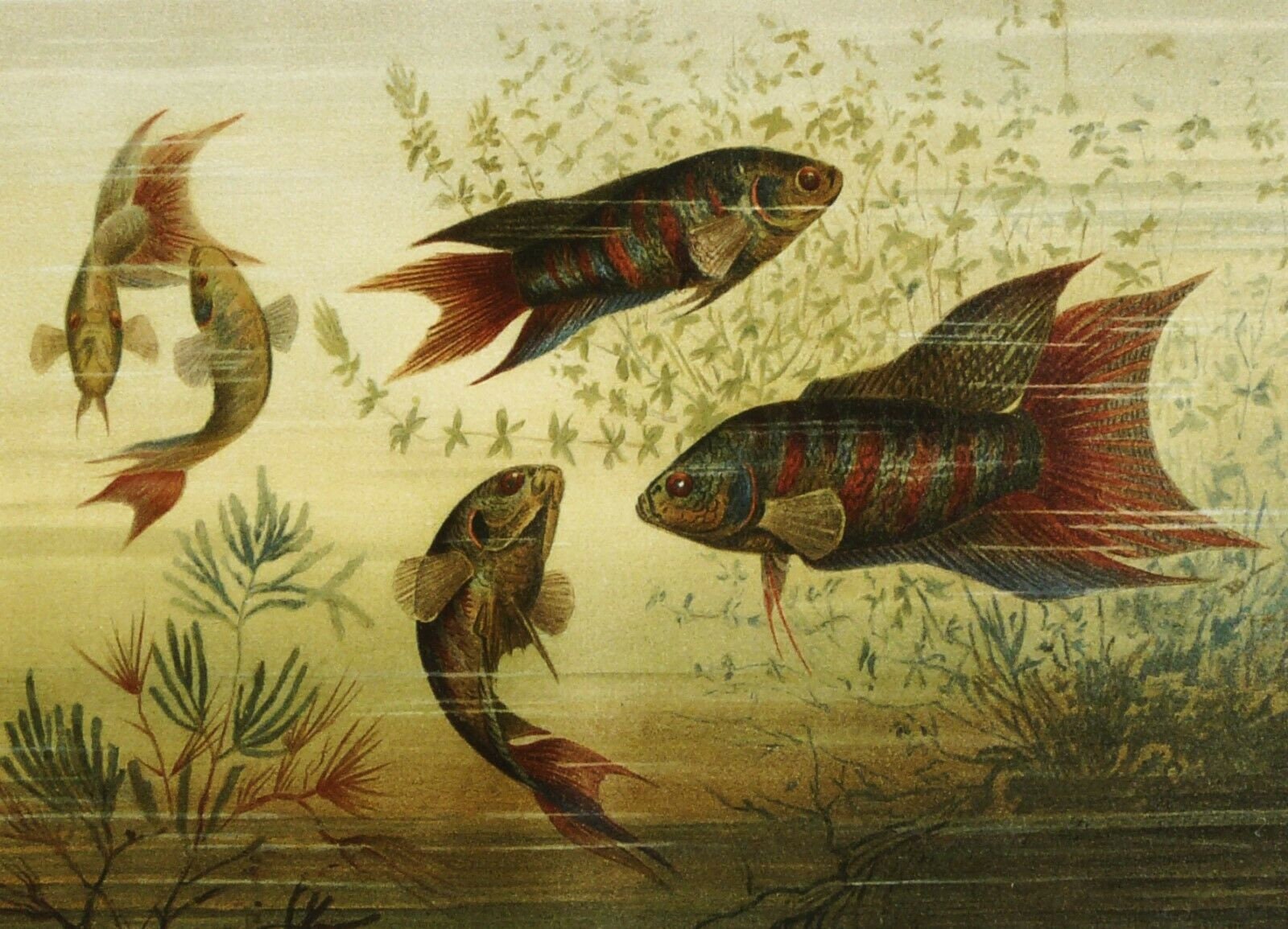 1897 Antique Lithograph of FISHES. SEA LIFE. Aquarium Fishes. Colorful ...