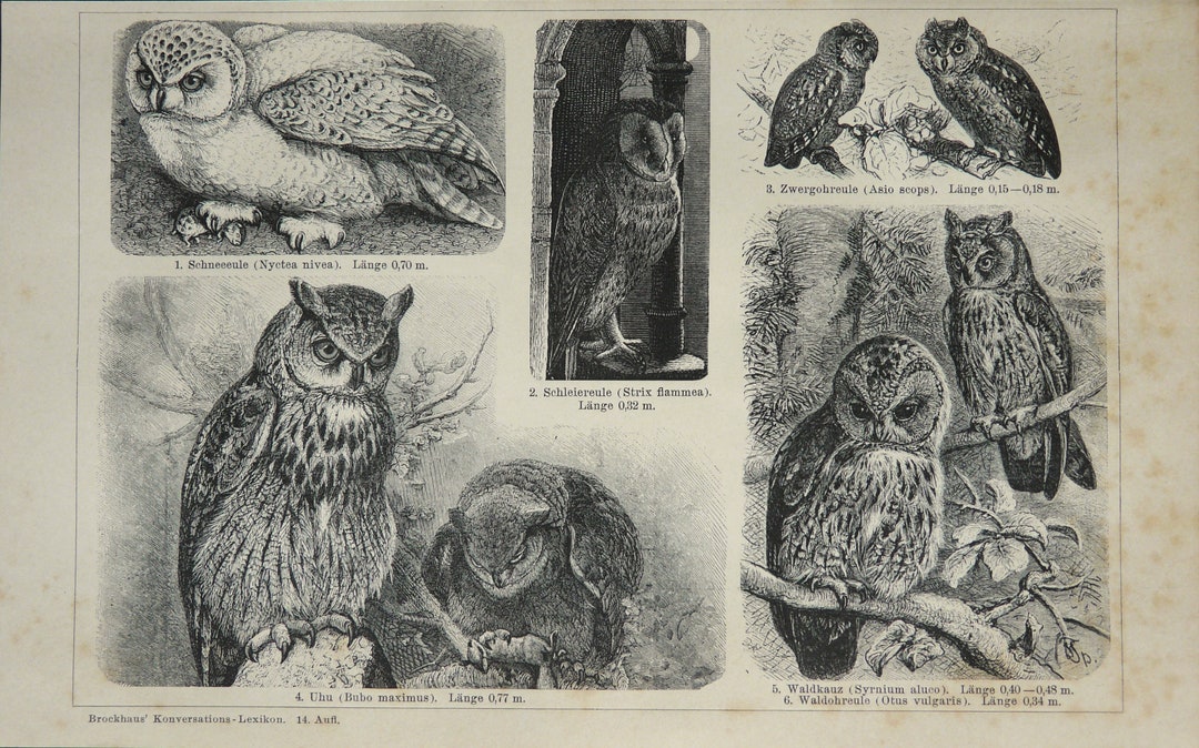 1895 Antique Print of OWLS, Different Species. Night Birds. Ornithology ...