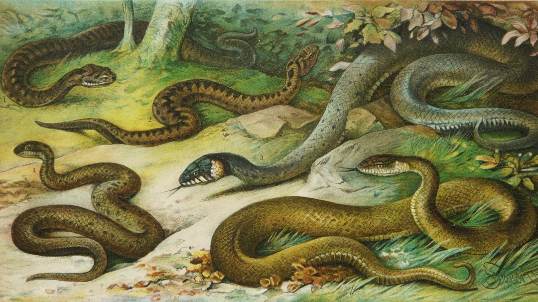 1897 Antique Lithograph of VENOMOUS SNAKES. VIPERS. Reptiles. 129 Years ...