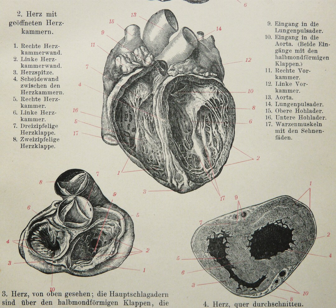 1895 Antique Print of HUMAN HEART. Medicine. Human Anatomy. - Etsy