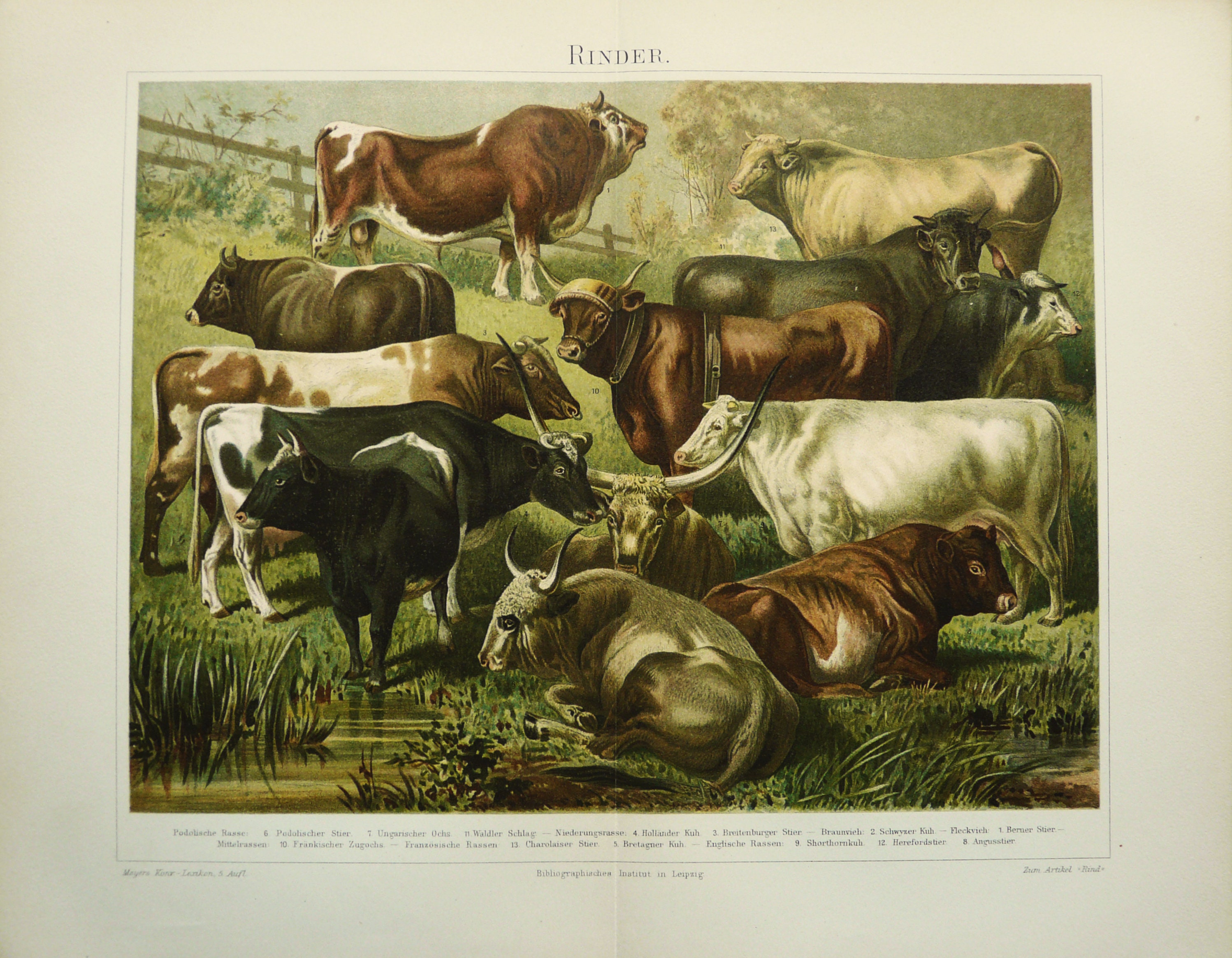 1897 Antique Lithograph of CATTLE Different Species. Domestic - Etsy