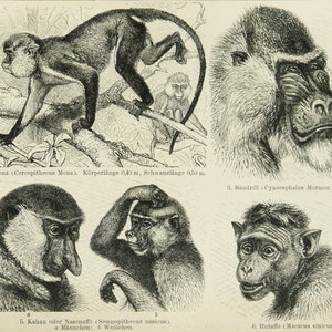 1895 Antique Print of OLD WORLD MONKEYS. Apes. Primates. Zoology ...