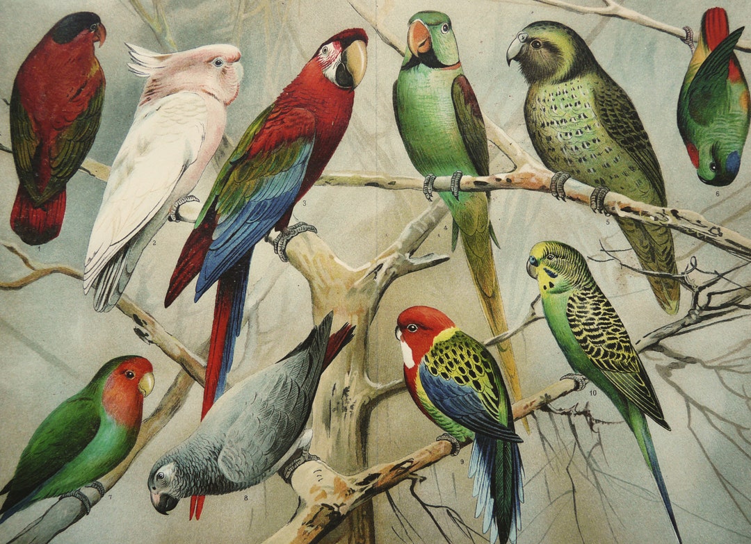 1897 Antique Lithograph of PARROTS, Different Species. Exotic Birds ...