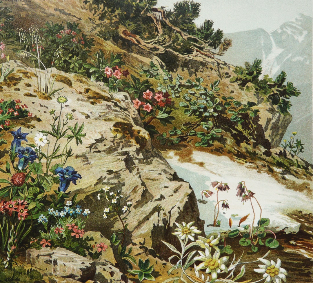 1897 Antique Lithograph ALPINE PLANTS and FLOWERS. Mountain Plants ...