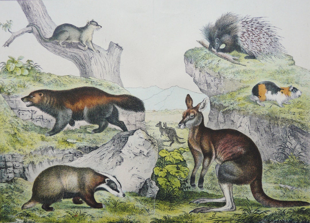 1880 Antique Lithograph of FAUNA, Different Species of Animals ...