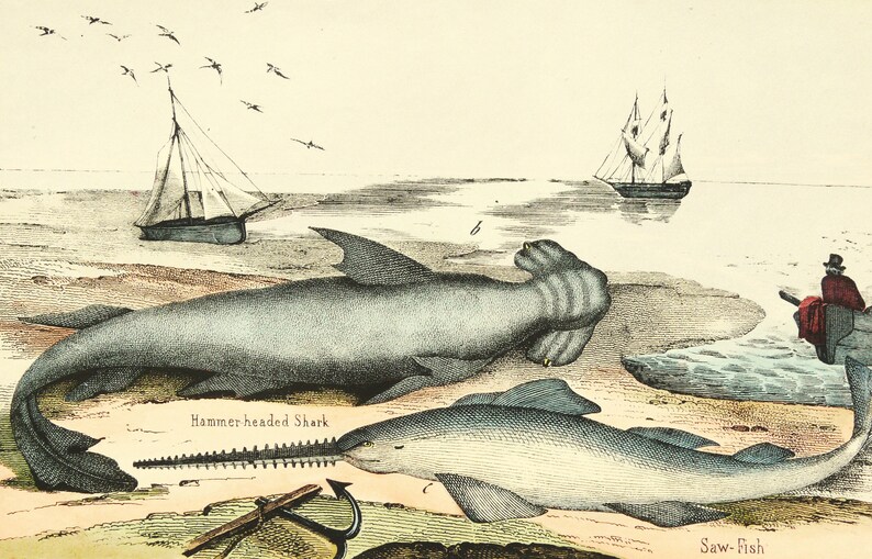 Lithographs Prints Art & Collectibles 1897 Antique print of an OCTOPUS ...