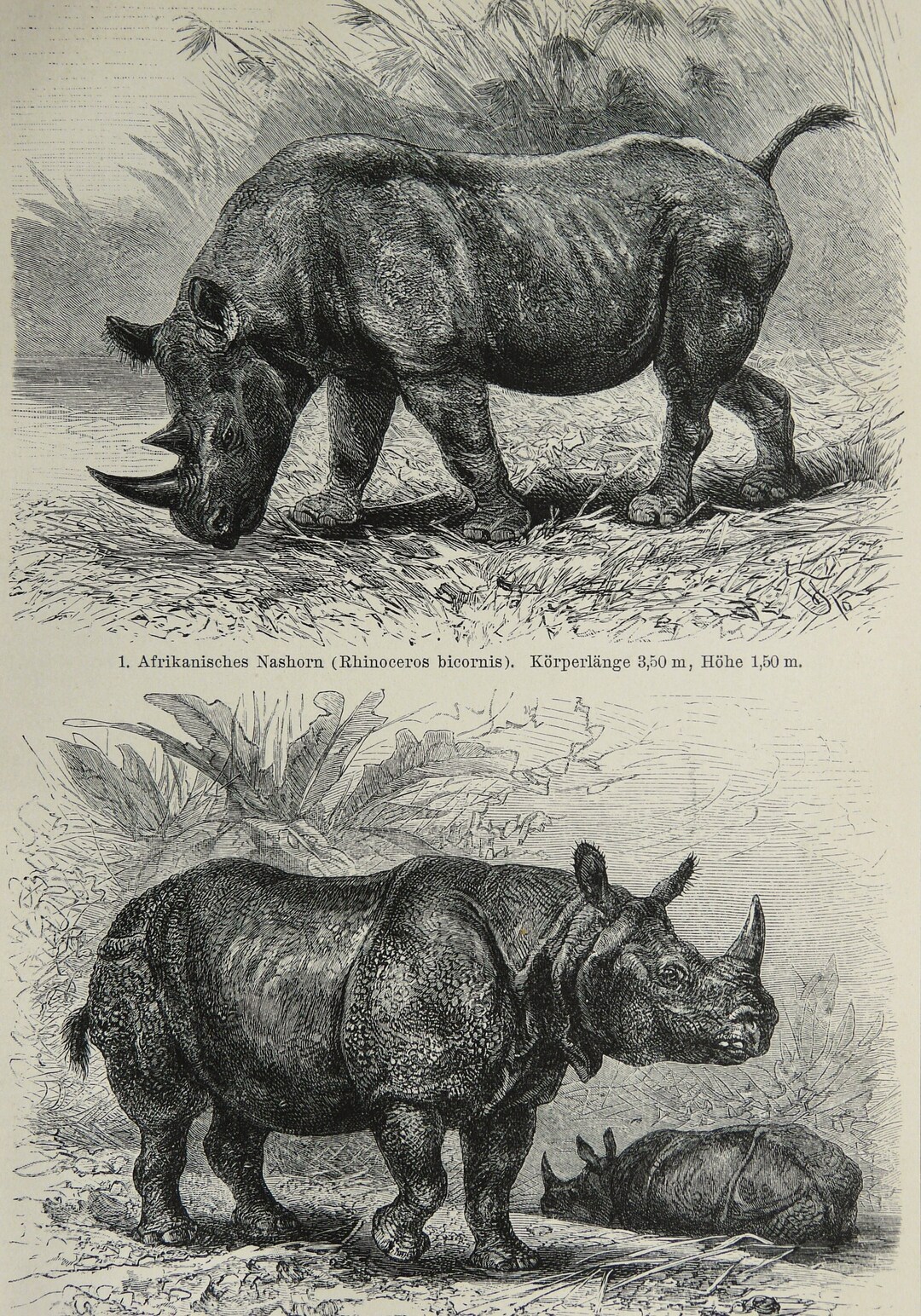 1895 Antique Print of RHINOS, Different Species. Indian Rhinoceros ...