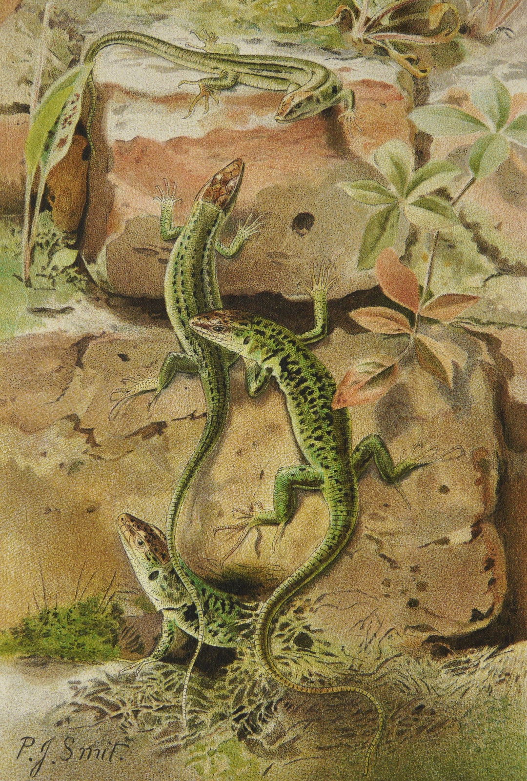1890 Antique Lithograph of LIZARDS. REPTILES. Green Lizards. Wall ...