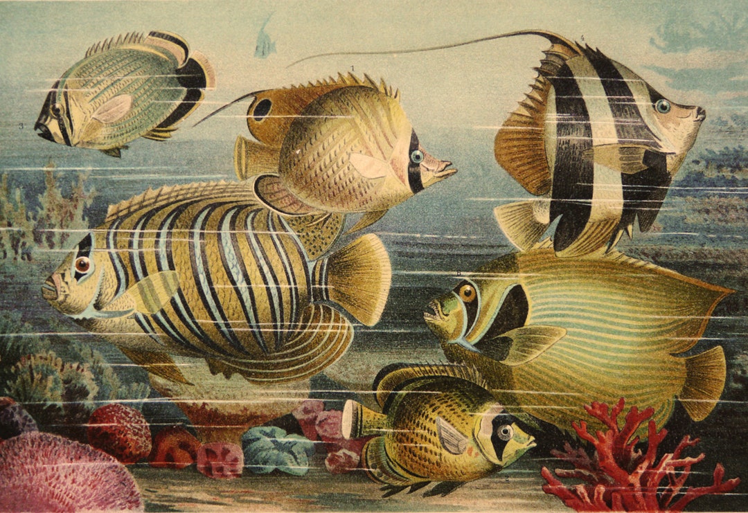1897 Antique Lithograph of FISHES. SEA LIFE. Aquarium Fishes. Colorful ...