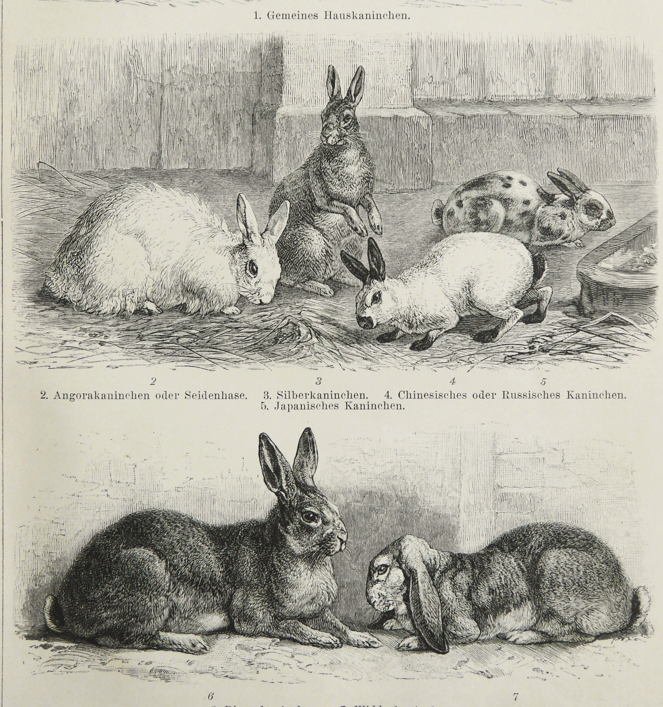1895 Antique Print of RABBITS, Different Species. BUNNY RABBITS ...