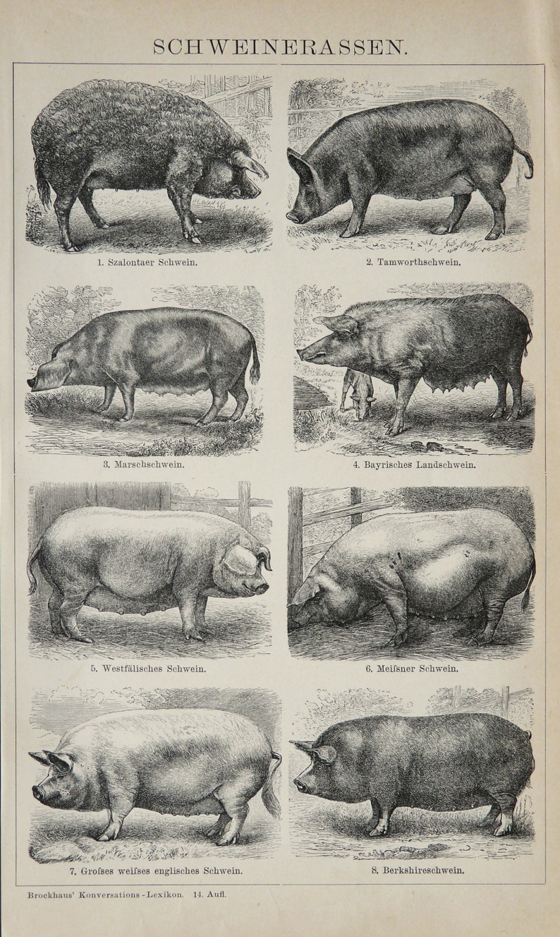 1895 Antique Print of DOMESTIC PIGS, Different Species. Swine. Hog ...