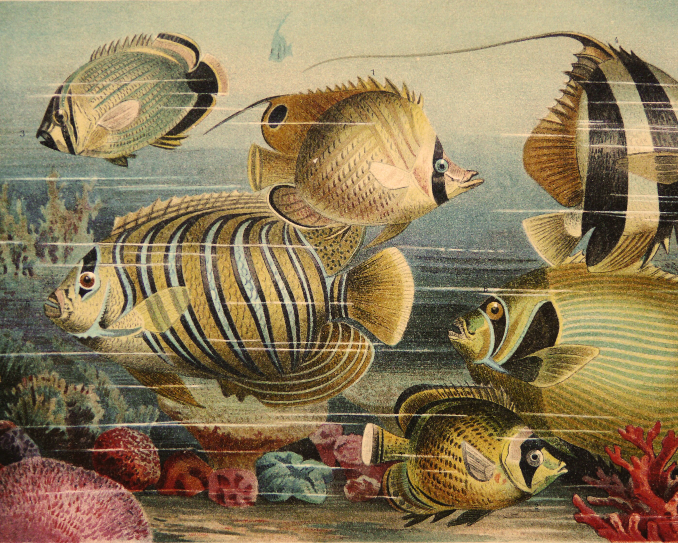 Lithographs Prints Art & Collectibles 1897 Antique print of an OCTOPUS ...