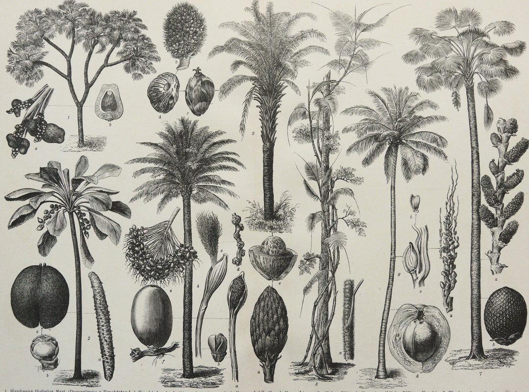 1895 Antique Print of PALM TREES, Different Species. Palms. Arecaceae ...