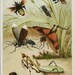 1895 Antique Lithograph of INSECTS, Different Species. Grasshopper ...