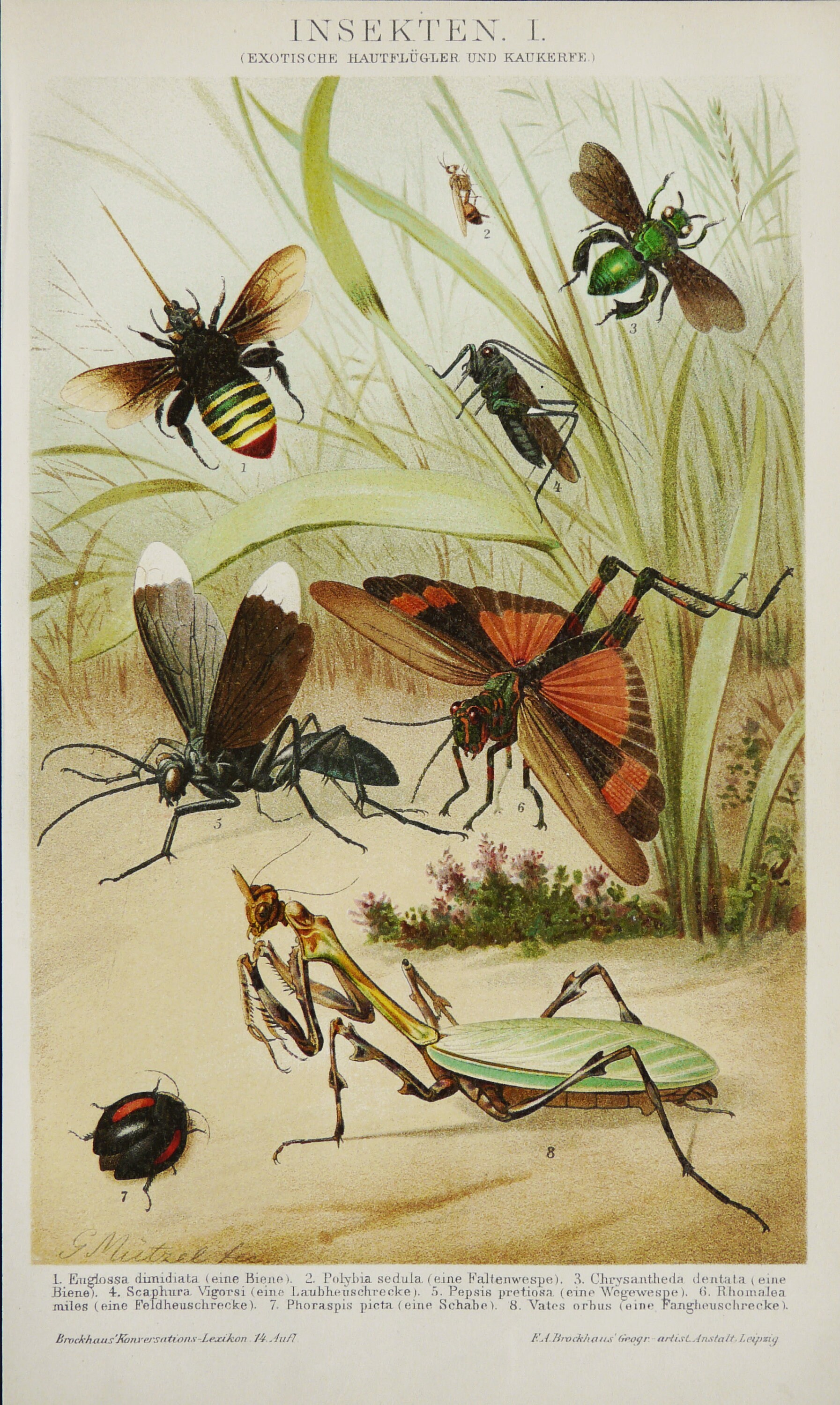 1895 Antique Lithograph of INSECTS, Different Species. Grasshopper ...