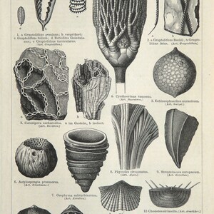 1897 Antique Print of FOSSILS. Extinct Marine Animals. Trilobites ...