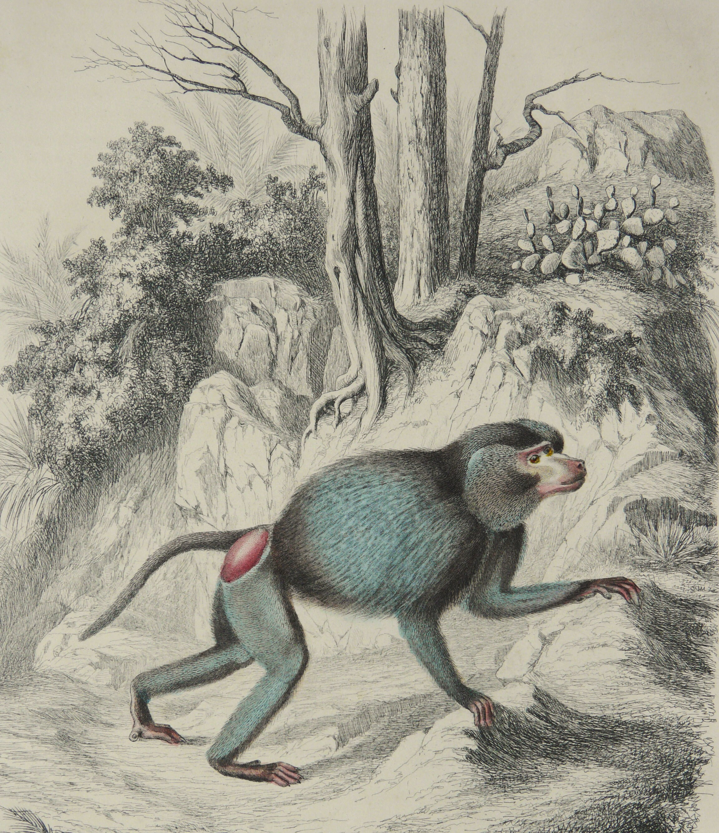 1854 Antique Engraving of a HAMADRYAS BABOON MONKEY. Primates. Monkeys ...