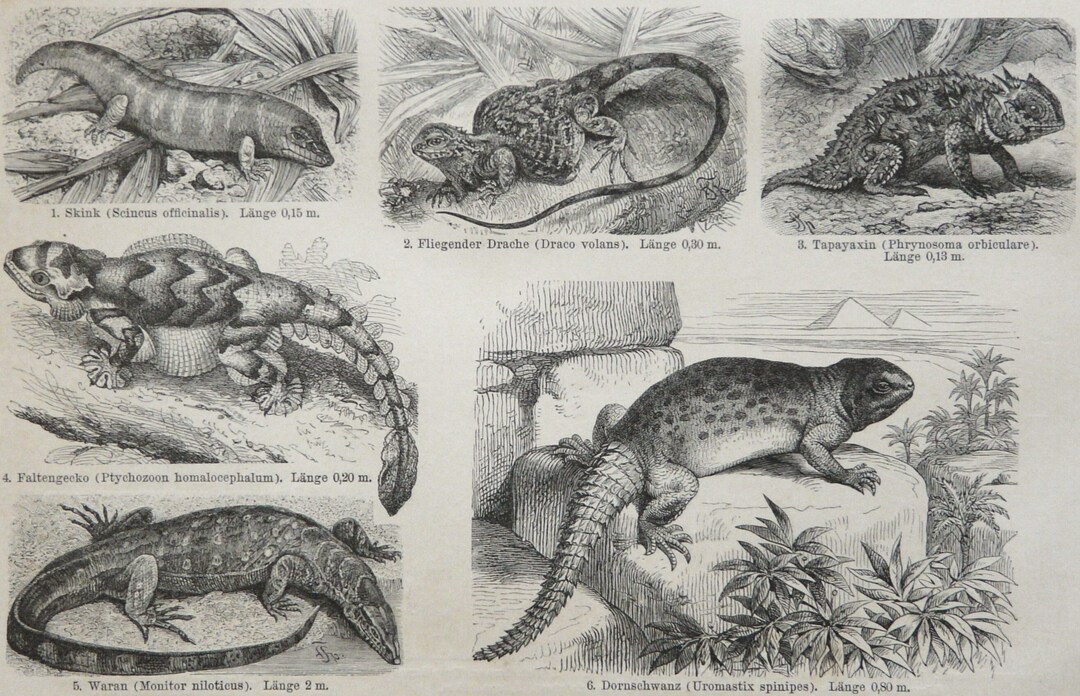1895 Antique Print of LIZARDS, Different Species. Iguana. Chameleon ...