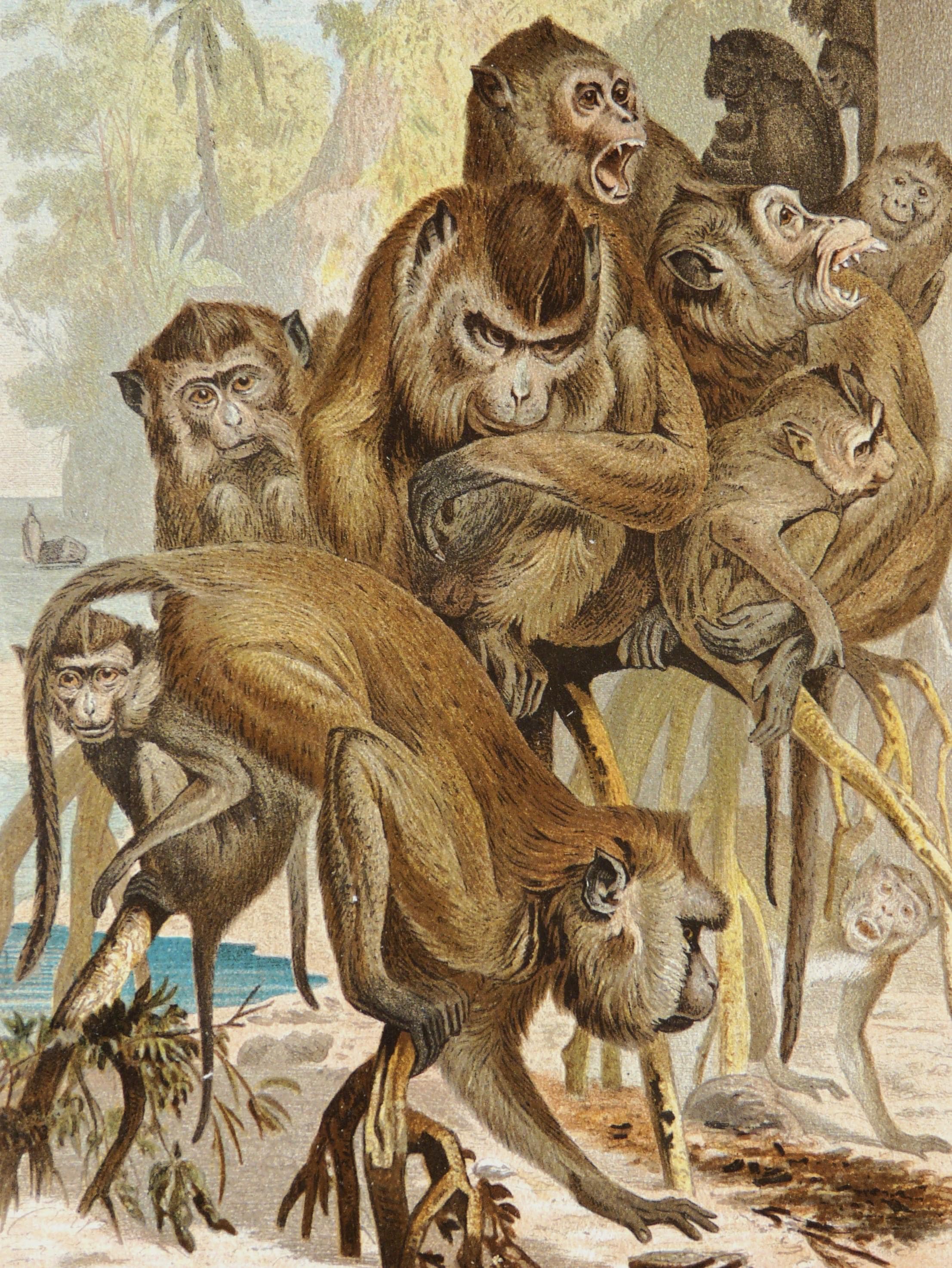 1890 Antique Lithograph of MONKEYS, MACAQUES, Different Species ...