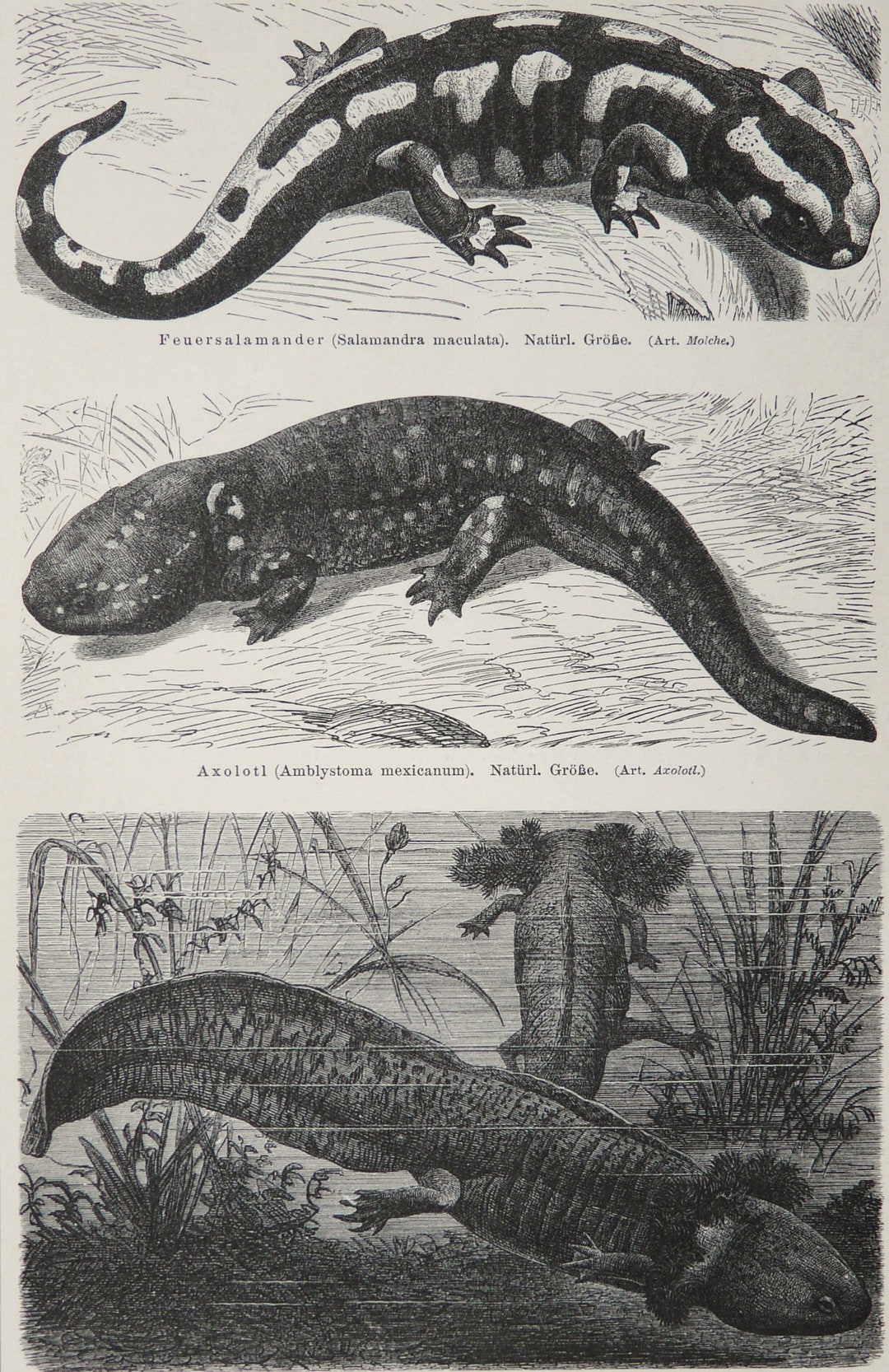 1897 Antique Print of AMPHIBIANS, SALAMANDERS, Different Species. 129 ...