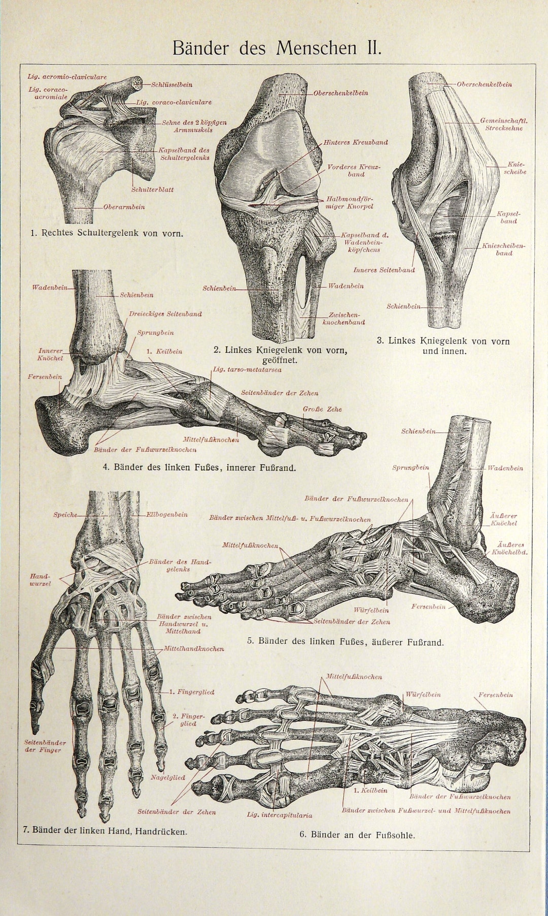 1897 Antique Print of HUMAN BONES. Human Anatomy. Skeleton. Feet. Hands ...