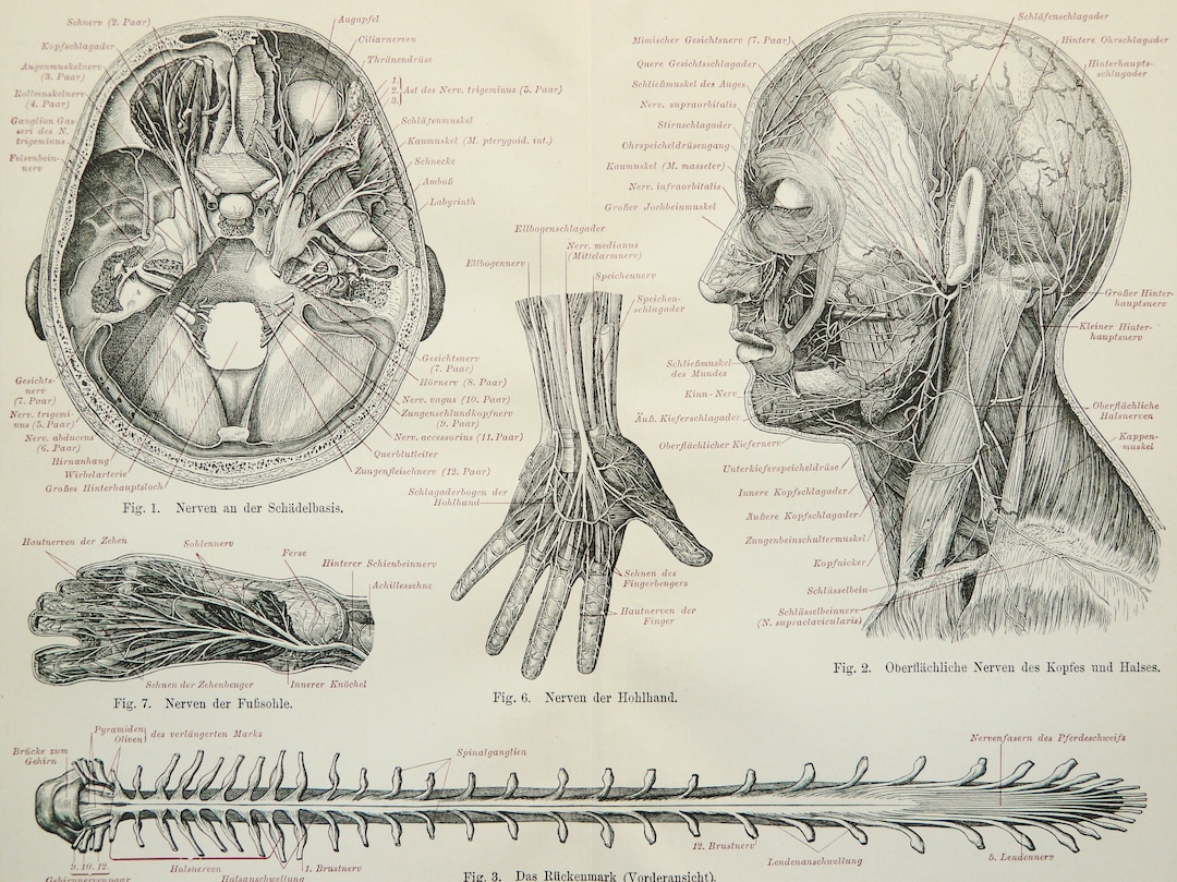 1897 Antique Print of HUMAN ANATOMY: NEUROLOGY. Human Nerves. Skull ...
