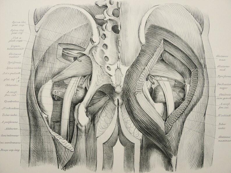 1879 Antique Lithograph of HUMAN ANATOMY. PHYSIOTHERAPY. Back, Glutes ...