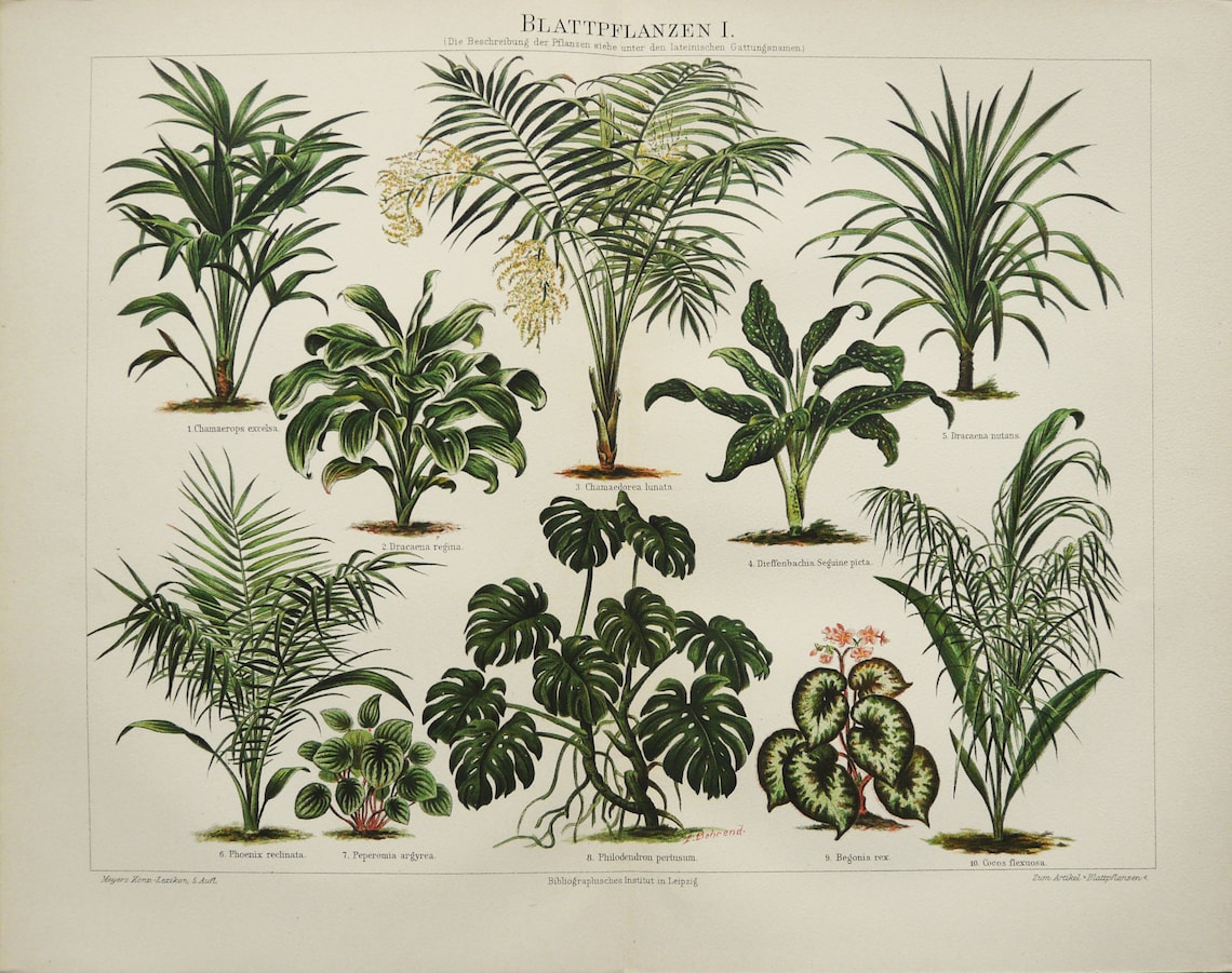1897 Antique Lithograph of HOUSEPLANTS. Garden Plants. Ornamental ...