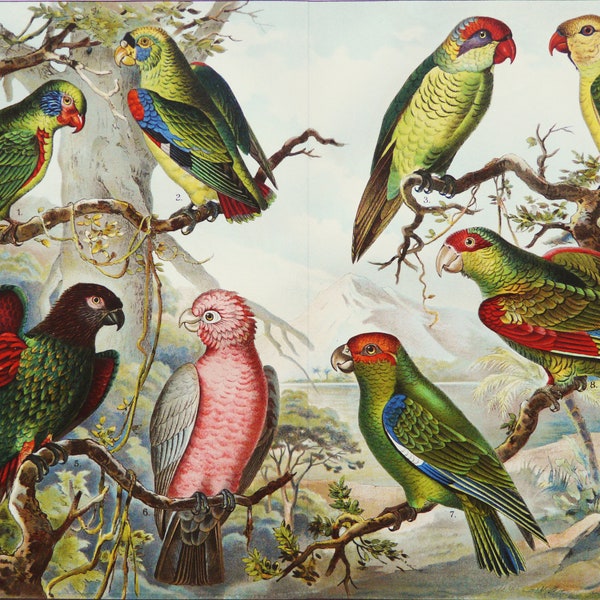 Parrot - Etsy