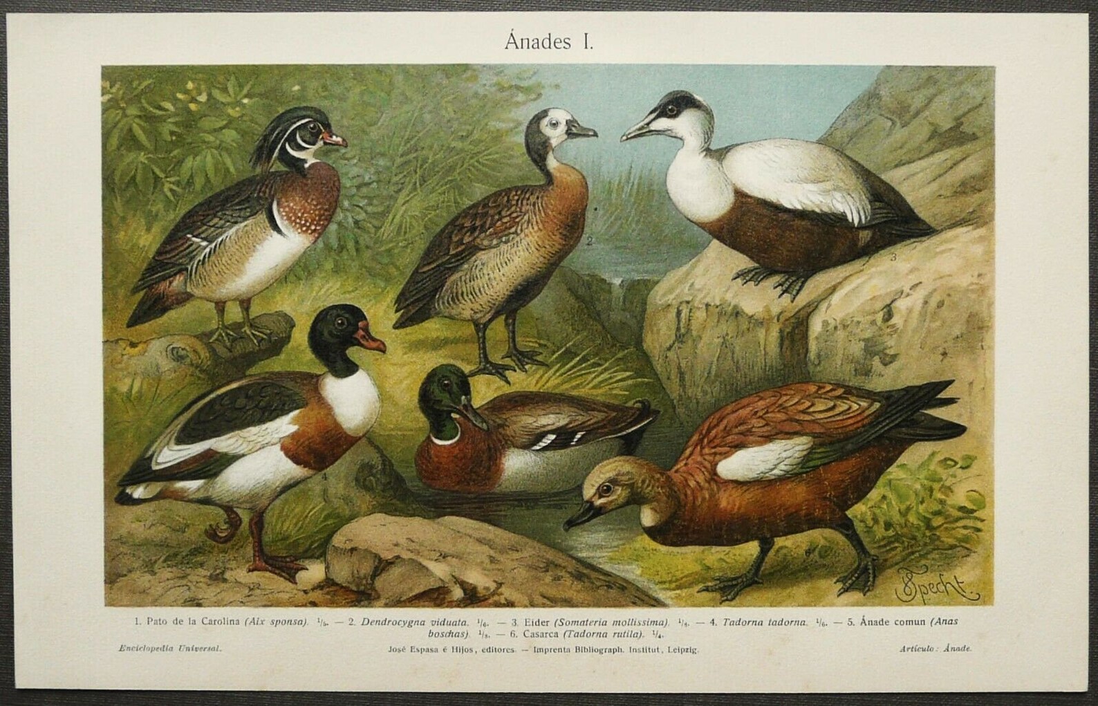 1897 Antique Lithograph of DUCKS Different Species. Hunting. - Etsy