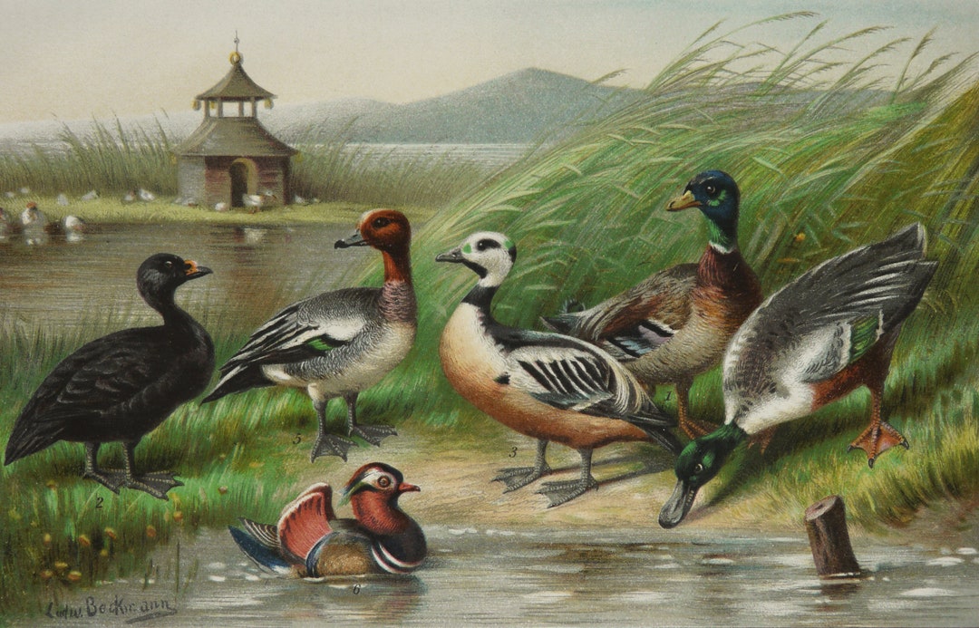 1895 Antique Lithograph of DUCKS, Different Species. Hunting. Game ...