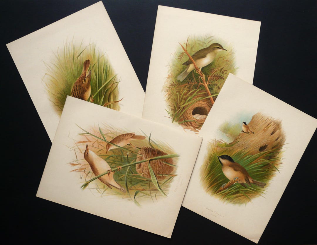 1890 Set of 4 Antique Lithographs of BIRDS With Their NEST. Songbirds ...