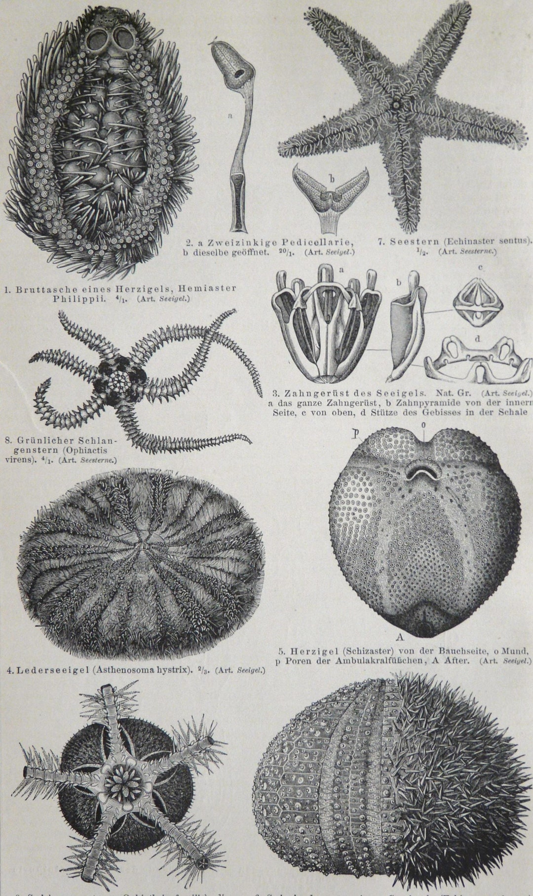 1897 Antique Print of SEA LIFE: ECHINODERMS, Different Species ...