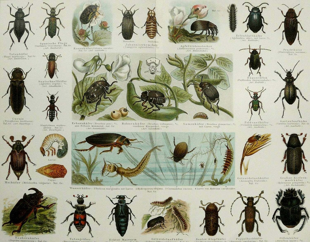 1897 Antique Lithograph of BEETLES, Different Species. INSECTS ...