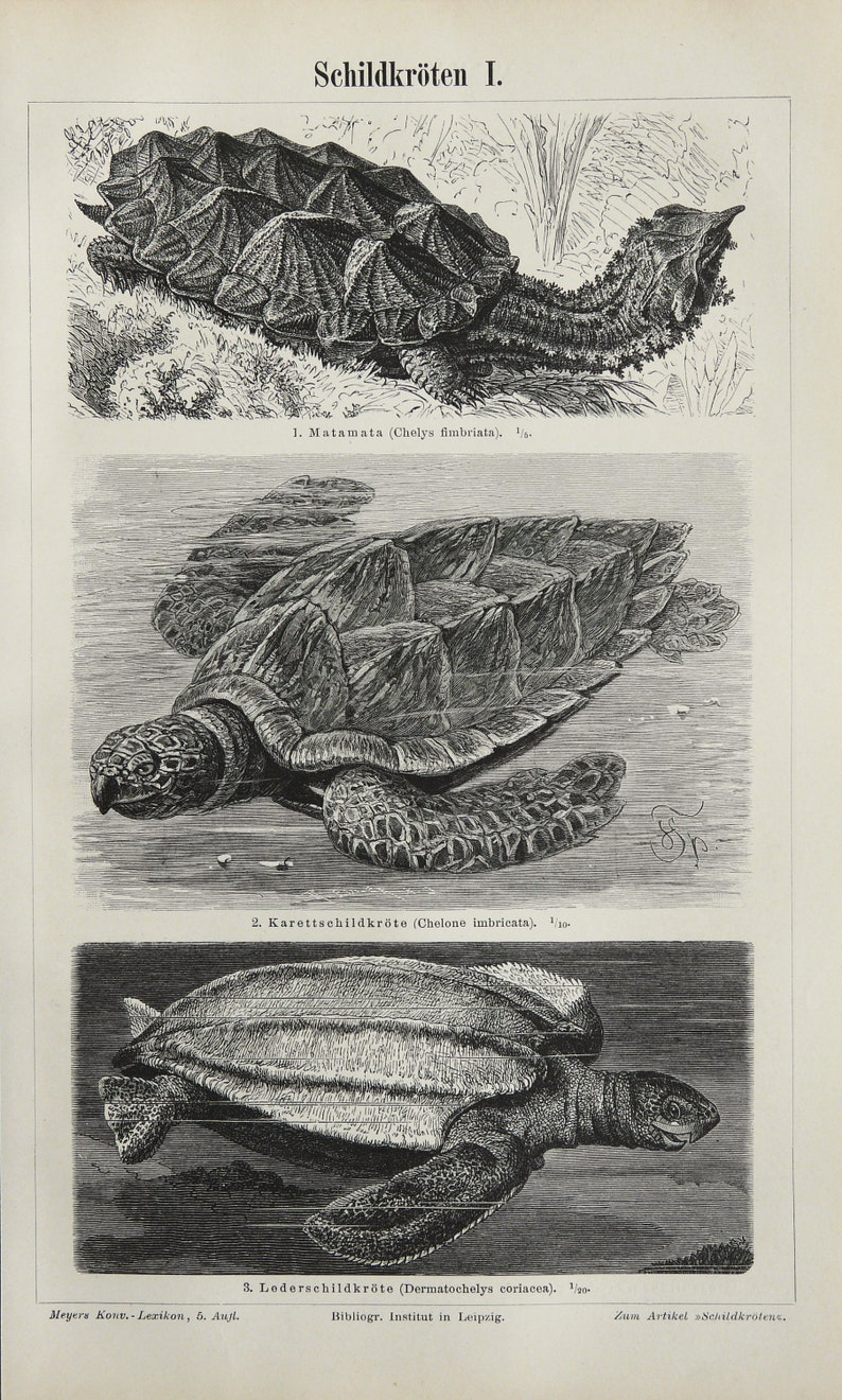 1897 Antique Print of TURTLES, TORTOISES, Different Species. Marine ...