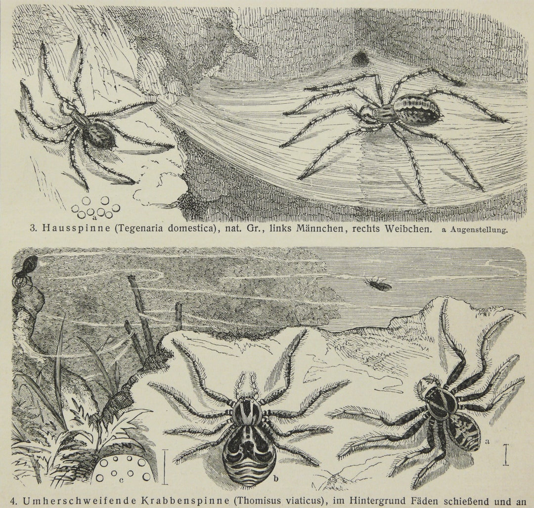 1897 Antique Print of SPIDERS, ARACHNIDS, Different Species. Tarantula ...