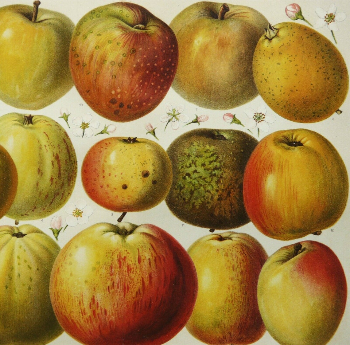 1897 Antique Lithograph of APPLES FRUITS Kitchen Decor. - Etsy