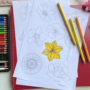 Learn to Draw Flowers, Tracing Guides, Coloring Pages, Printable ...