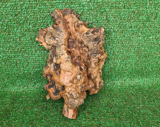 16'' Live Edge Burl Olive Wood, Curly Olive Wood for Epoxyart, Raw Edge ...