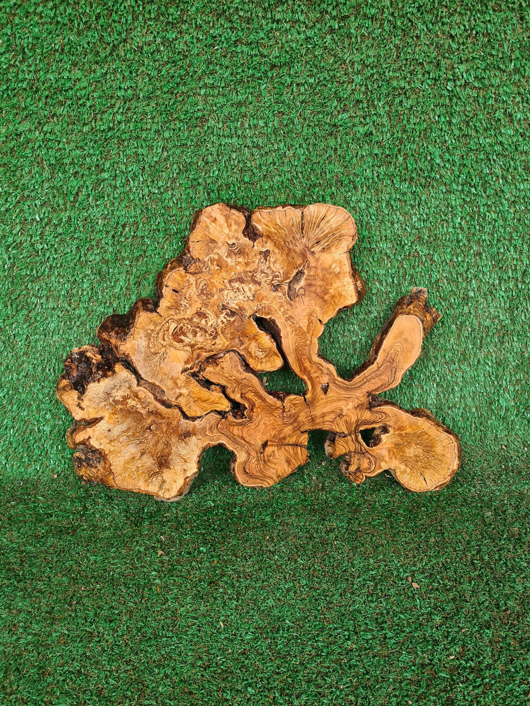 23'' Olive Wood Root Slice Live Edge Olive Wood - Etsy UK